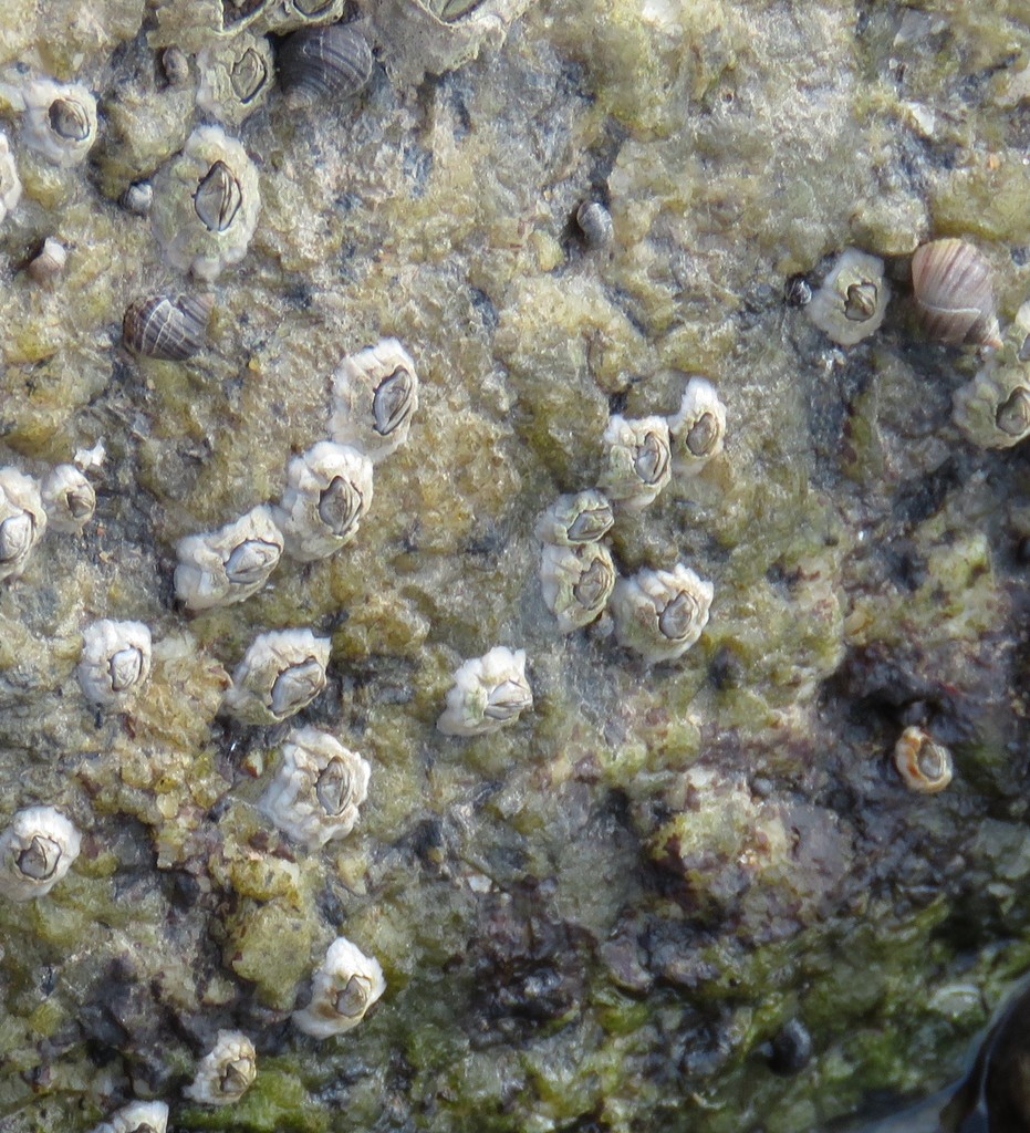 Acorn Barnacle (Multi-Agency Rocky Intertidal Network ) · iNaturalist