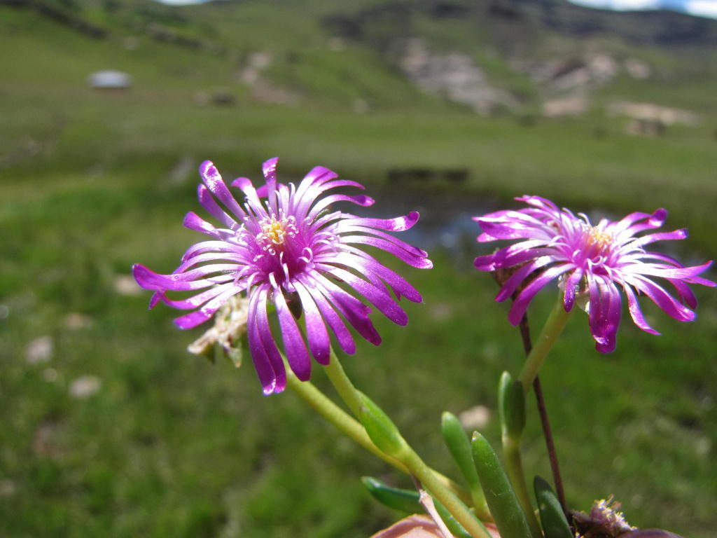 (Delosperma alticola) - Botanical Realm