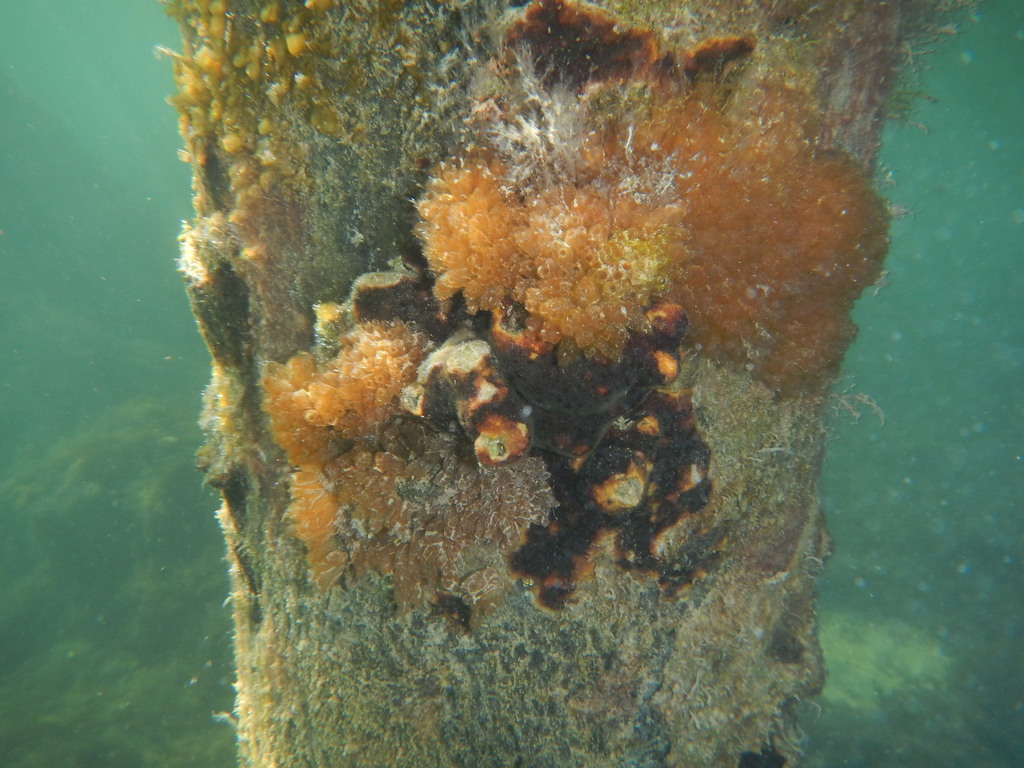 Animals from Layton, FL 33001, USA on August 20, 2021 at 04:00 PM by ...