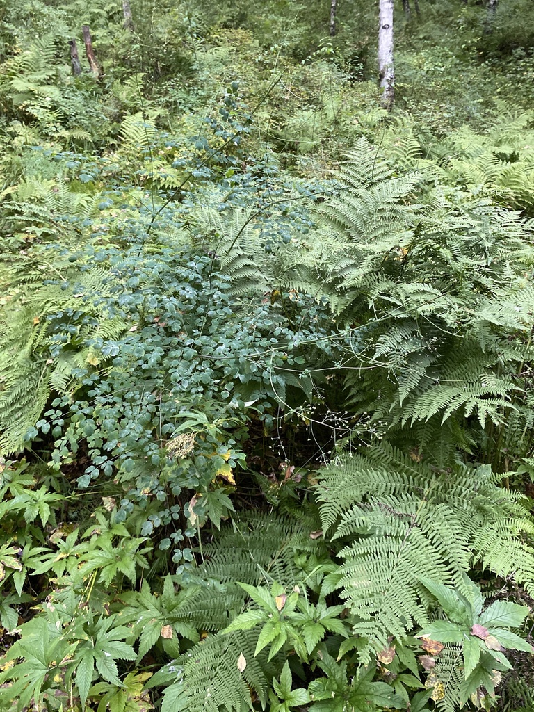 Lesser Meadow-rue from Перевальская улица, Иркутская область, RU on ...