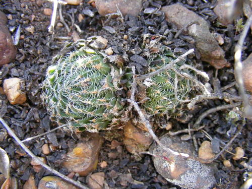 Variety Haworthia arachnoidea setata · iNaturalist
