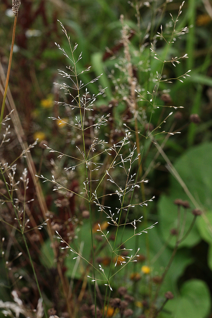 Swamp Meadow-grass (Poa palustris) - Botanical Realm