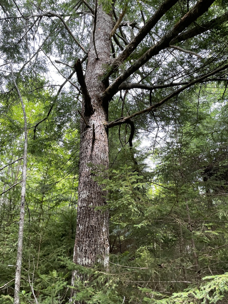 eastern hemlock from Hants, CA-NS, CA on August 23, 2021 at 02:08 PM by ...