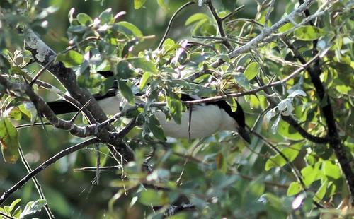 Southern Swamp Boubou (Subspecies Laniarius bicolor sticturus ...
