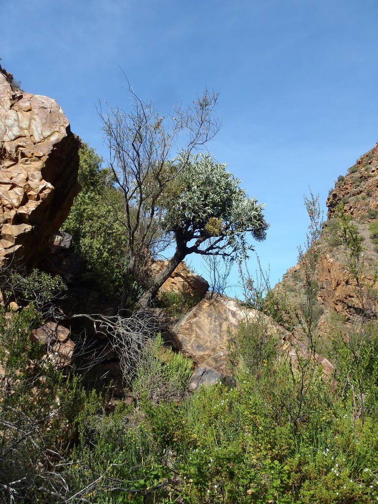 Karoo Cabbagetree from Kammanassie on July 26, 2013 by Nicola van ...