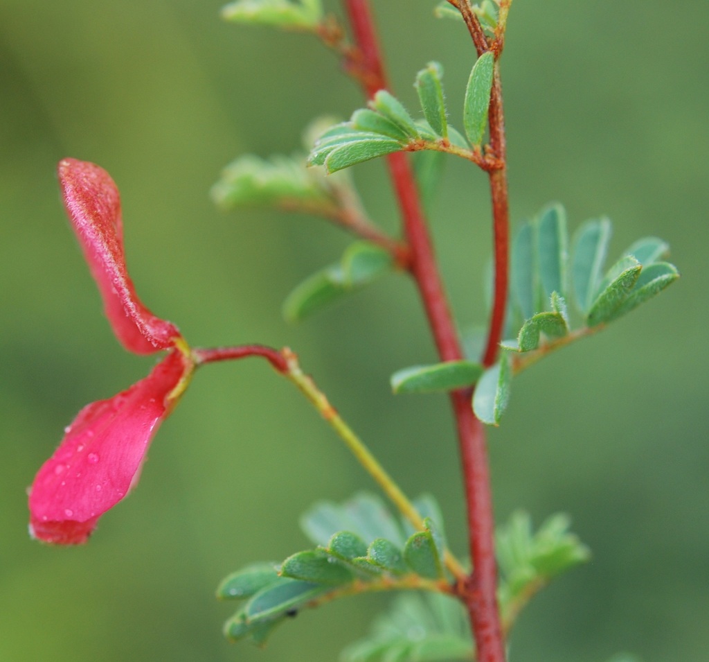 Indigofera inyangana from Long Tom Pass on January 13, 2013 by Charles ...