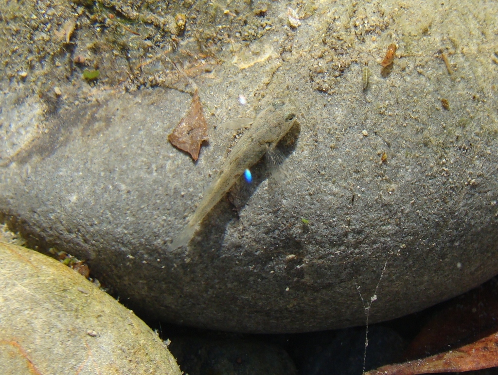 Gobiomorphus from Waiohine River on February 3, 2015 by Lisa Bennett ...