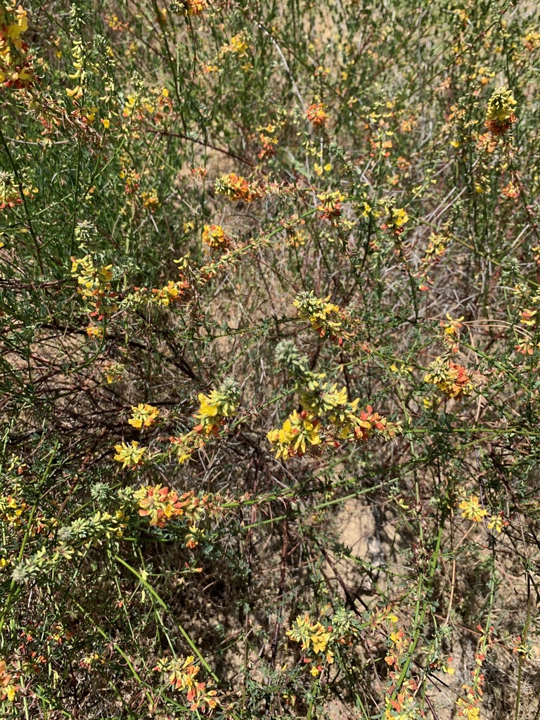 deervetch from N Fairview Ave, Goleta, CA, US on April 10, 2021 at 12: ...
