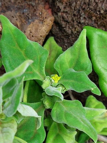 New Zealand spinach (Logan native plants that look like weeds V2 ...