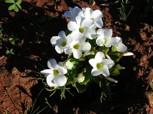 Pealeaf Palm Sorrel (Variety Oxalis flava fabifolia) · iNaturalist