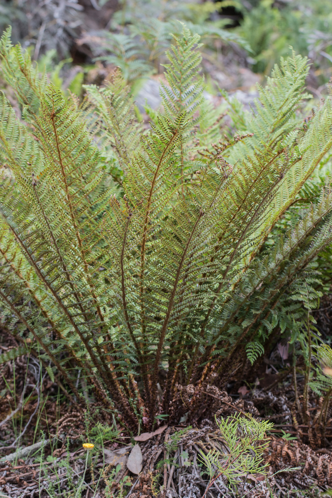 mother shield-fern (Polystichum proliferum) - Botanical Realm