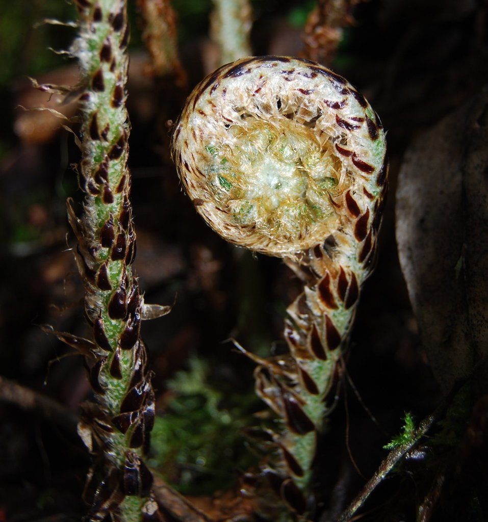 mother shield-fern (Polystichum proliferum) - Botanical Realm
