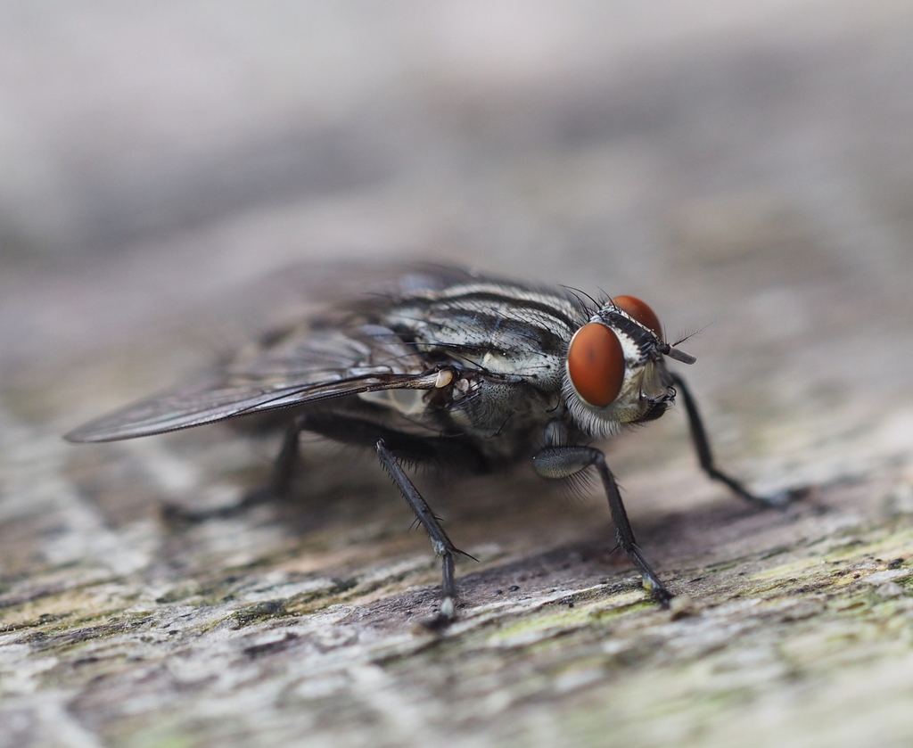 Red-tailed Flesh Fly from Castle on August 19, 2021 at 11:48 AM by ...