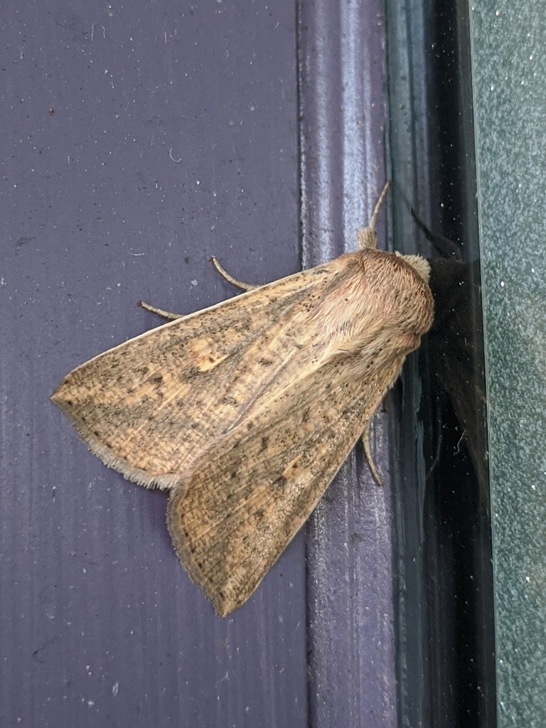 Mythimna semicana from Innisfail QLD 4860, Australia on August 23, 2021 ...