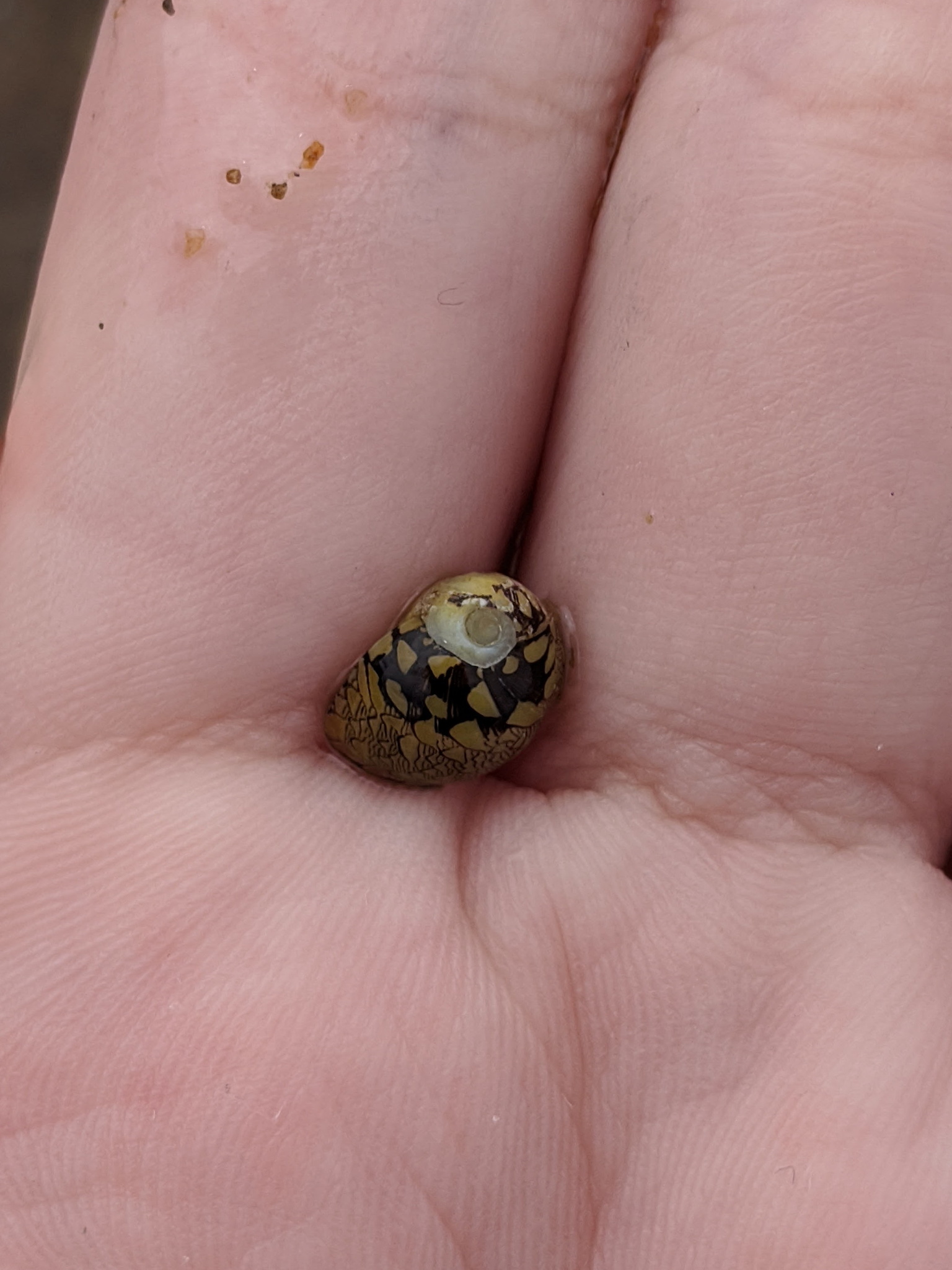 Clithon oualaniense (Lesson, 1831)