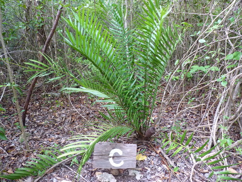 zamia-integrifolia-plants-of-the-uk-overseas-territories-inaturalist