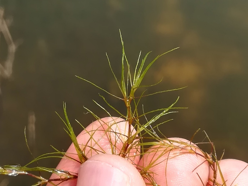 thread-leaved water-nymph (ADIRONDACK RESEARCH GUIDEBOOK) · iNaturalist