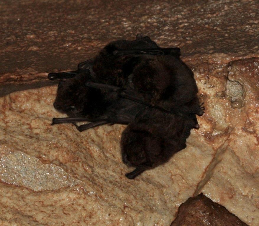 Natal Long-fingered Bat (Miniopterus natalensis) - Know Your Mammals