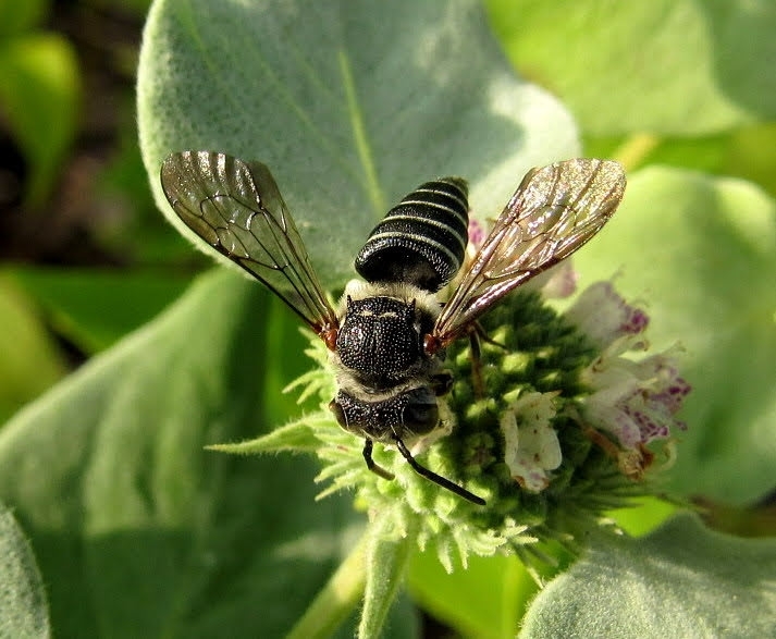 Coelioxys sayi Robertson, 1897
