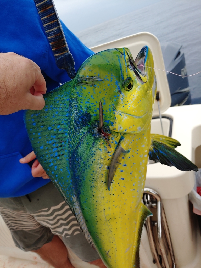 Common Dolphinfish from United States on August 22, 2021 at 08:26 AM by ...