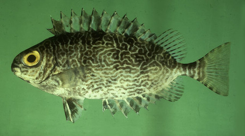 Scribbled Rabbitfish (Kushimoto aquarium and undersea tower, Kushimoto ...