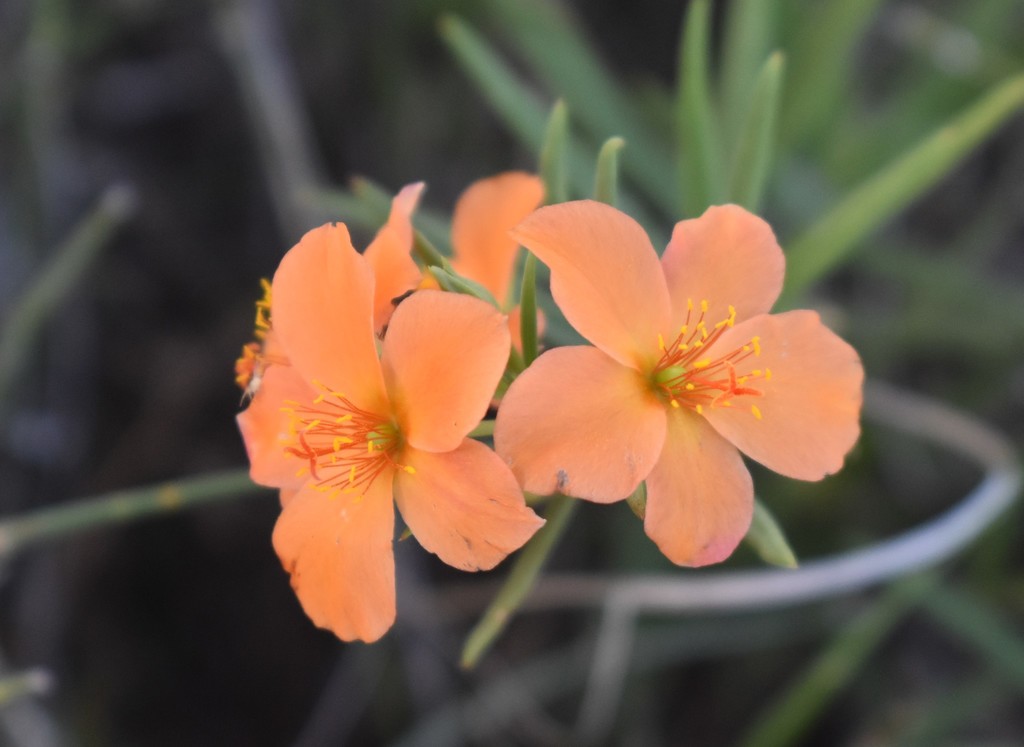 (Talinum) - Botanical Realm