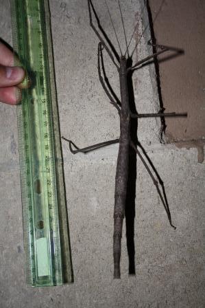 Long Horn Giant Stick Insect from R40, Barberton on March 19, 2013 by ...