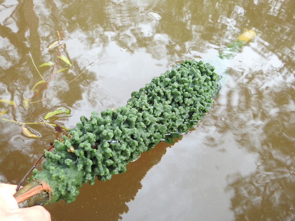 Freshwater sponges from Talegalla Weir QLD 4650, Australia on August 24 ...