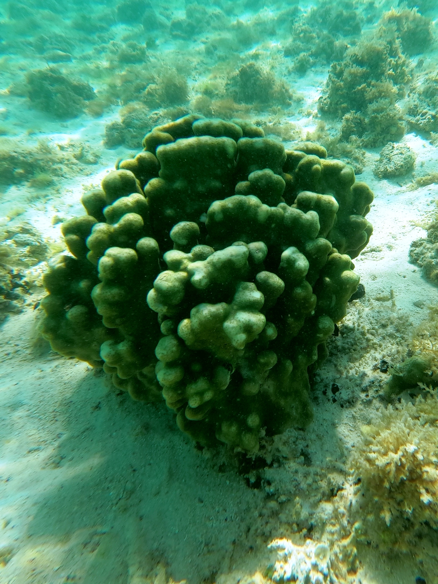 Porites panamensis Verrill, 1866
