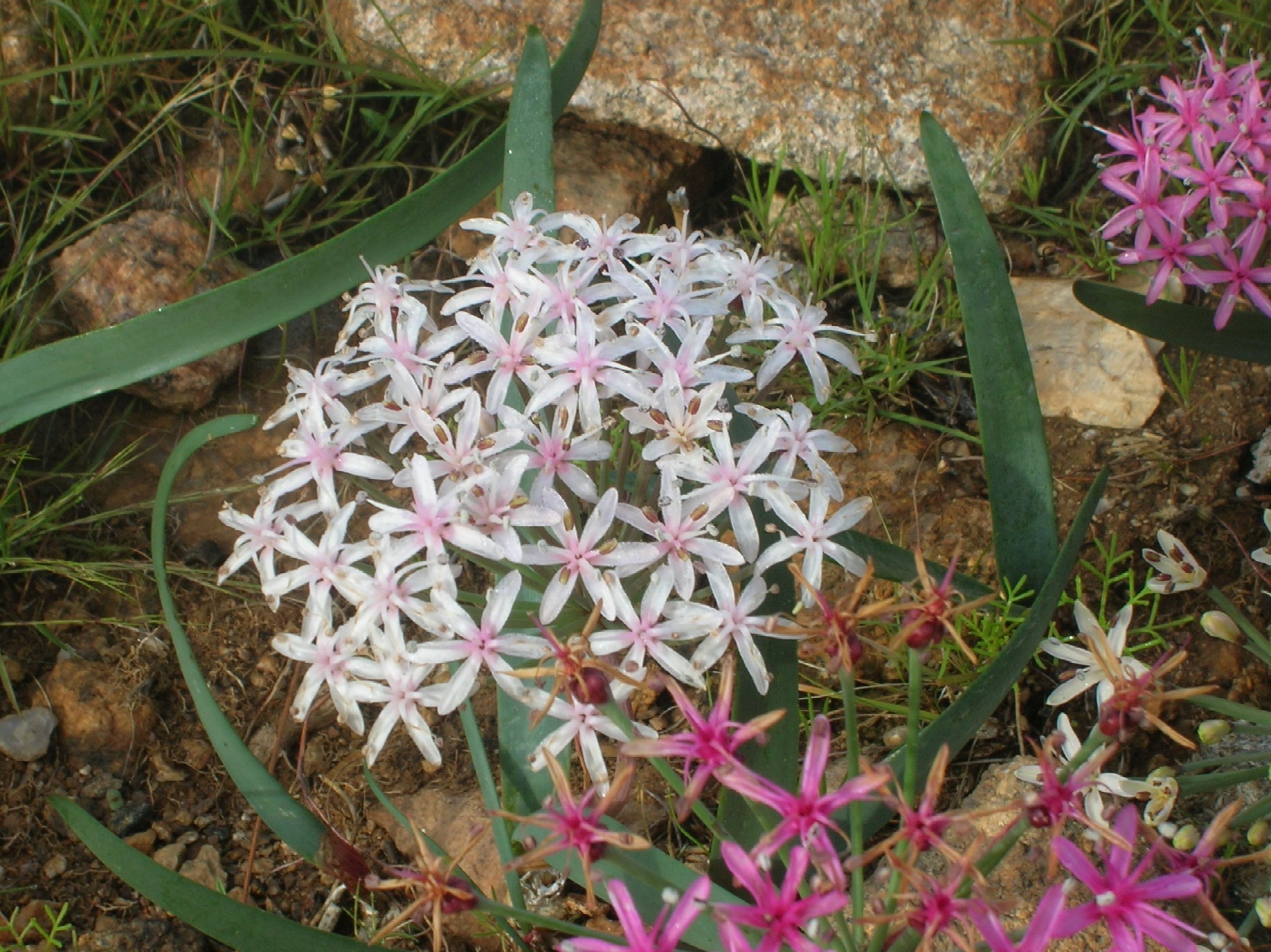 Hessea breviflora Herb.