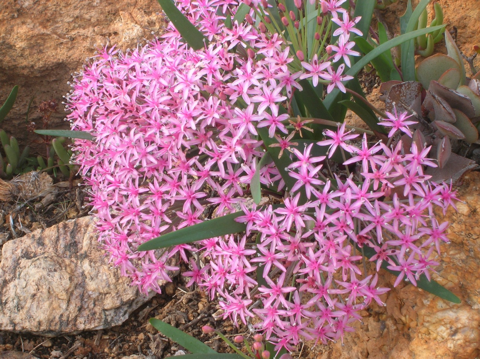 Hessea breviflora Herb.