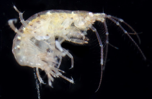 Maera similis · iNaturalist