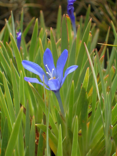 Langeberg Bushiris (Nivenia fruticosa) · iNaturalist United Kingdom