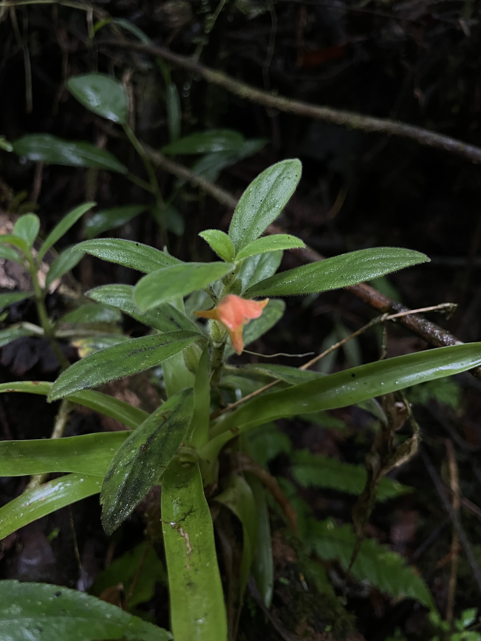 Columnea scandens L.