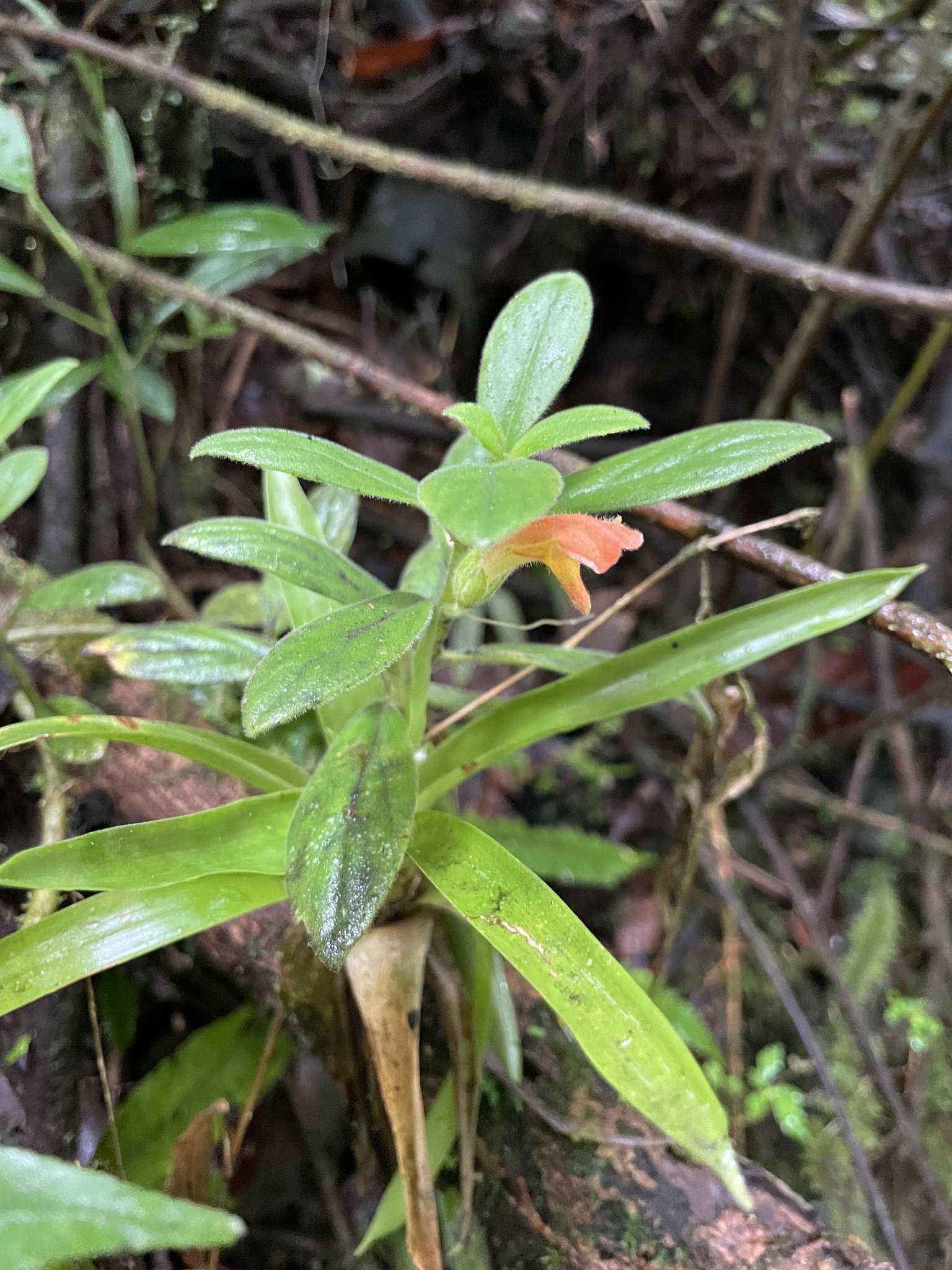 Columnea scandens L.