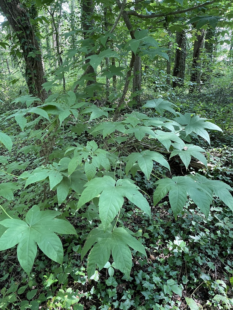 Castor-Aralia from Grist Mill Park, Alexandria, VA, US on August 23 ...