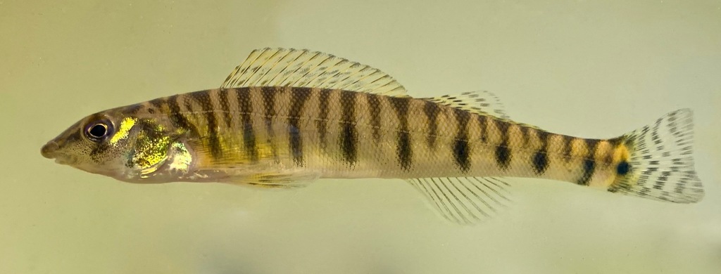 Common Logperch (Percina caprodes) - Marine Life Identification