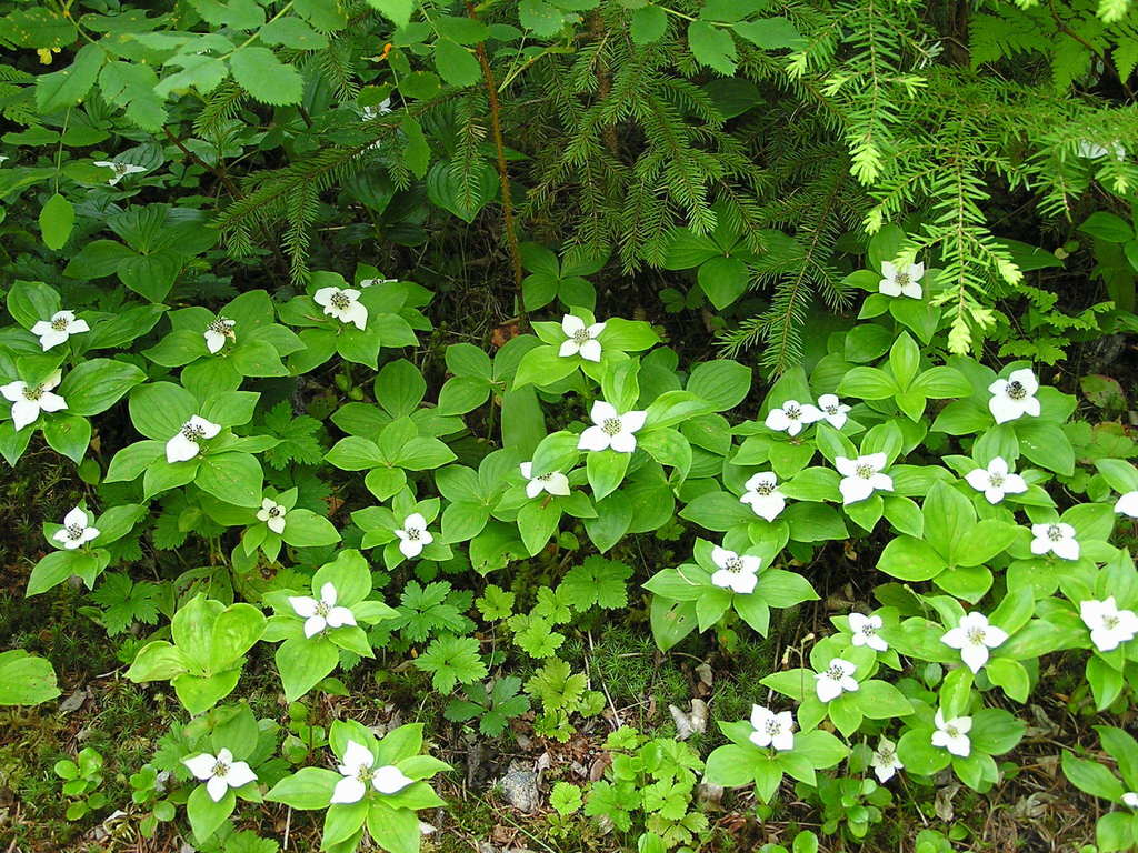 Western Bunchberry from Mt Robson, Fraser-Fort George H, BC V0E, Canada ...