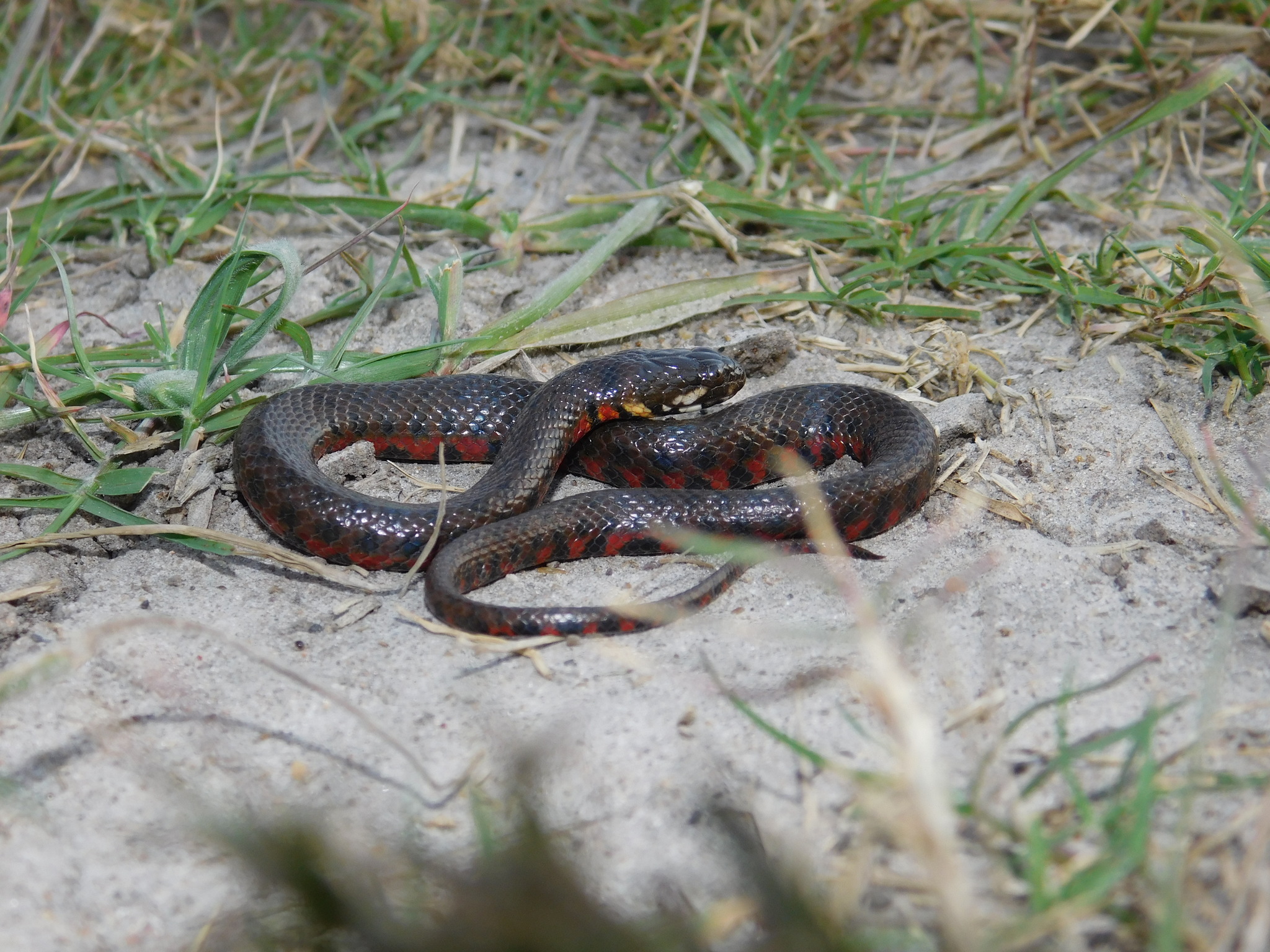Helicops leopardinus (Schlegel, 1837)