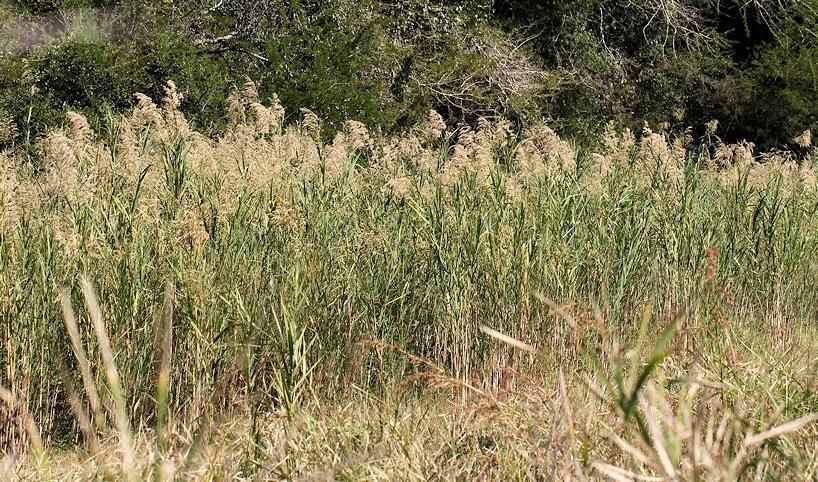 African Reed (Phragmites mauritianus) - Botanical Realm