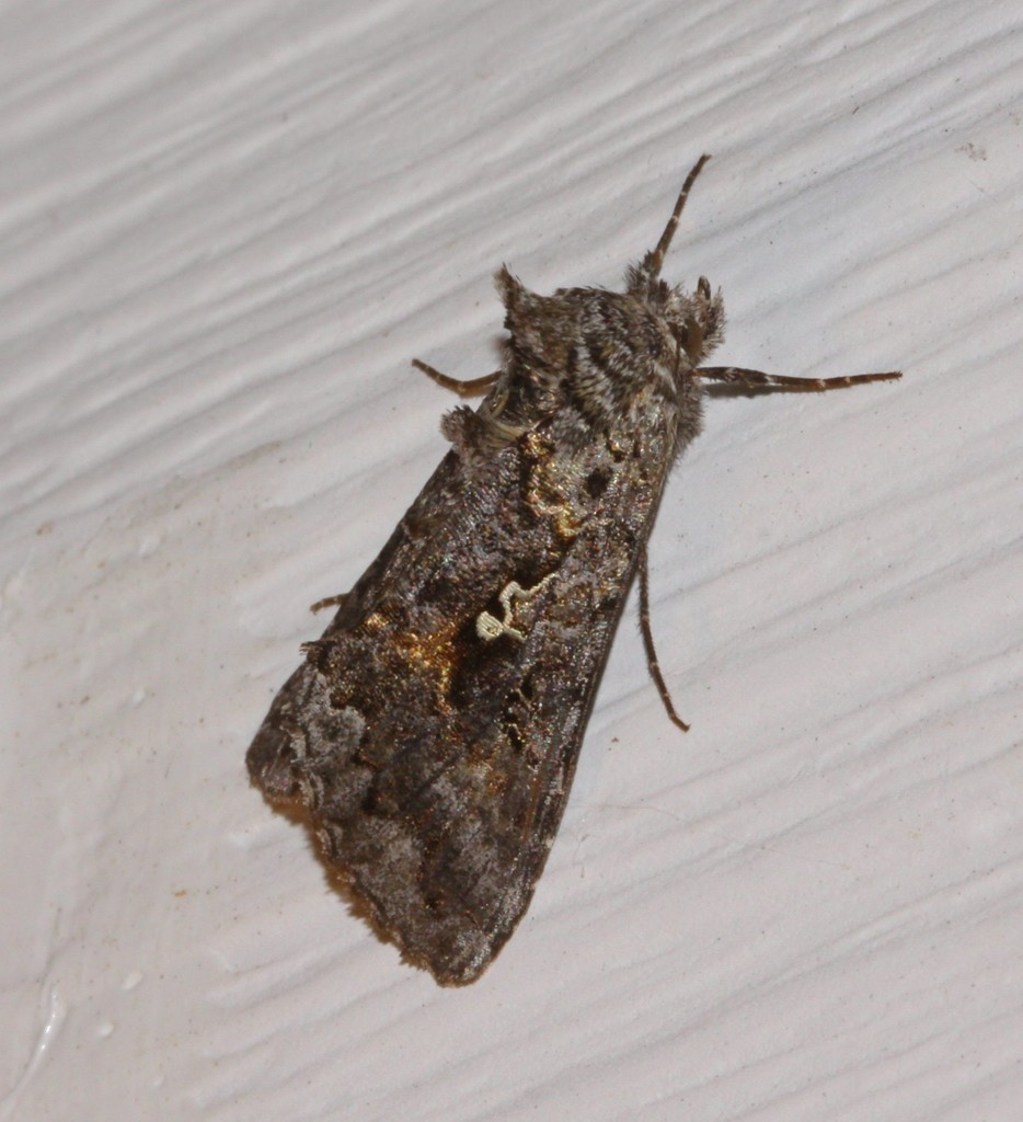 Dusky Silver Y Moth from Pabos, 17 rue Baie-Bleue Le Rocher-Percé, QC ...