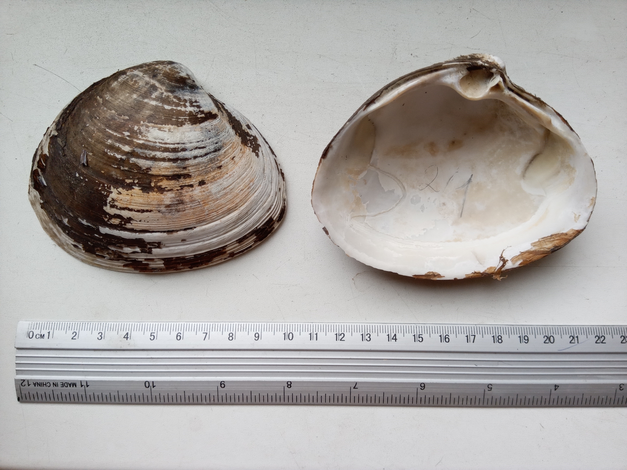 Spisula sachalinensis (Schrenck, 1862)