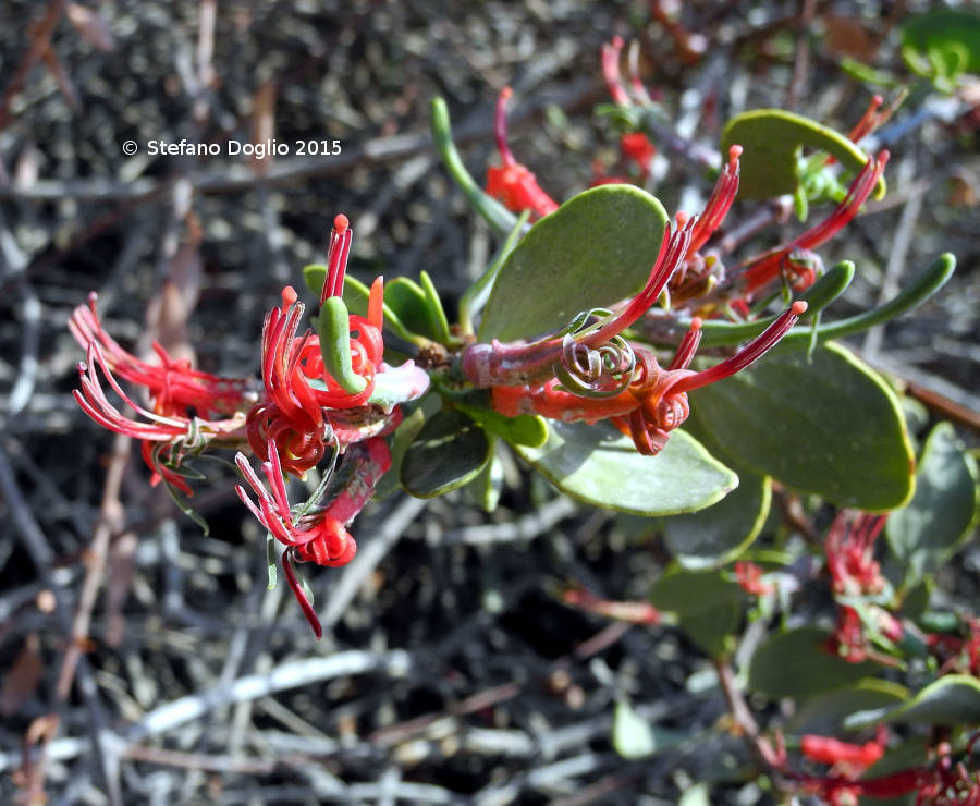 Plicosepalus acaciae (Plants of Saudi Arabia) · iNaturalist
