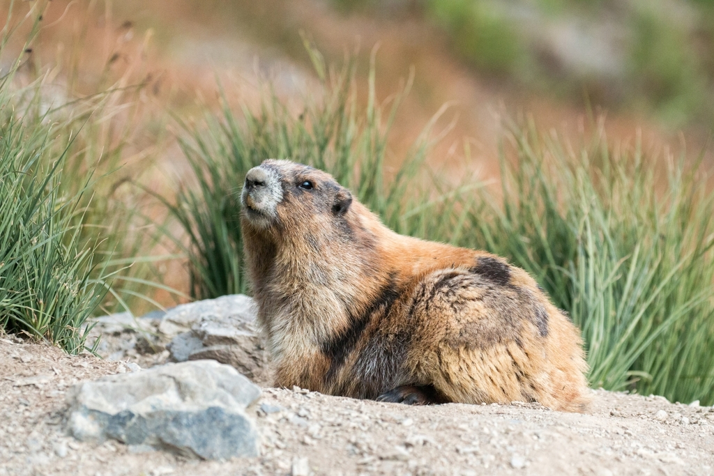Olympic Marmot (Marmota olympus) - Know Your Mammals