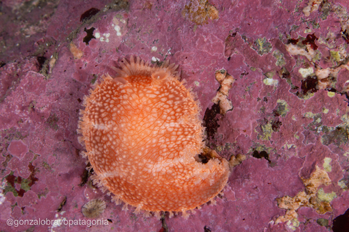 Tritonia vorax (Becasses Check List) · iNaturalist