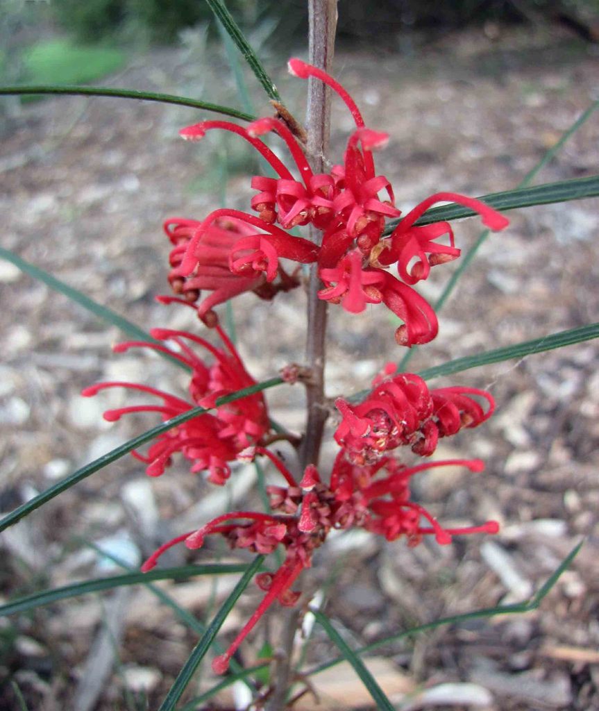 flame Grevillea (Grevillea dimorpha) - Botanical Realm