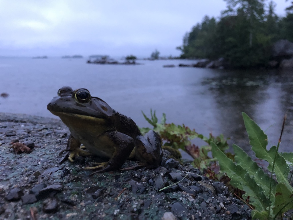 American Bullfrog from Fire Rd 20, Stacyville, ME, US on August 23 ...