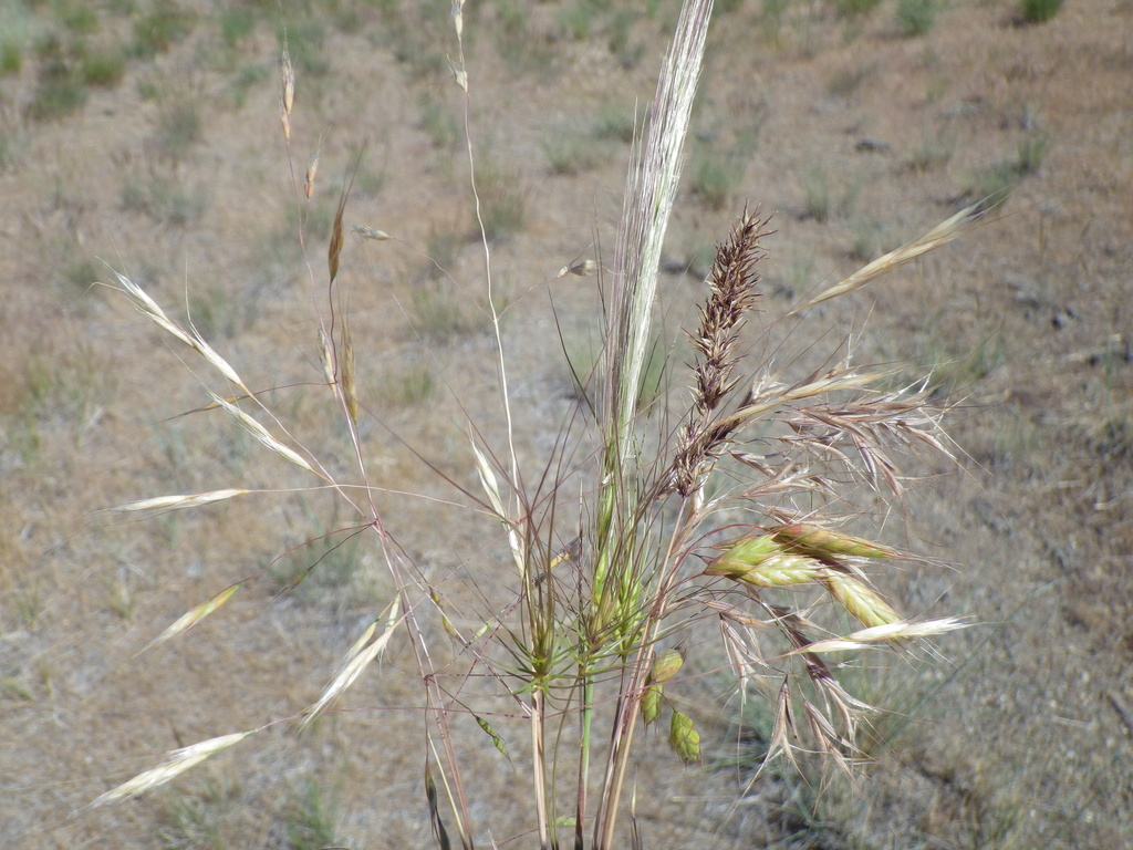 Ventenata (Black Hills Invasive Plant Guide) · iNaturalist