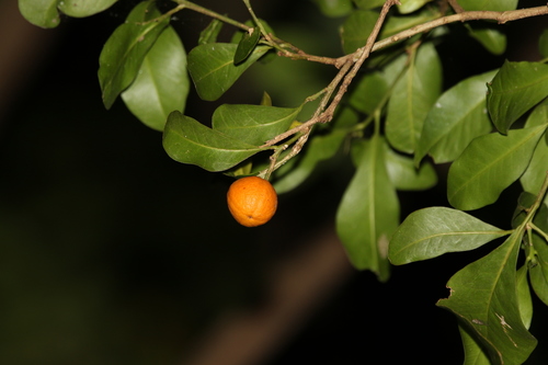 Fontainea venosa (Threatened Plants of Logan) · iNaturalist
