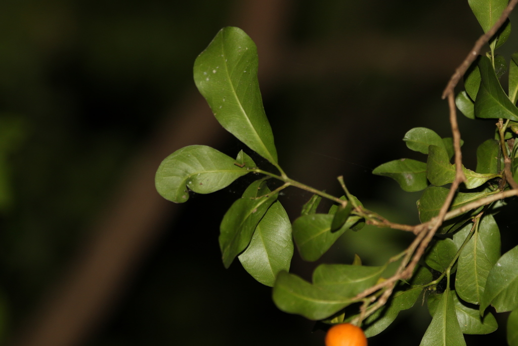 (Fontainea venosa) - Botanical Realm